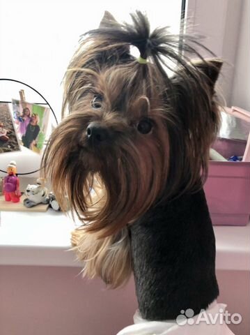 Йоркширский терьер подрощенный мальчик стандарт