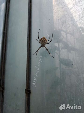 Паук Аргиопа дольчатая