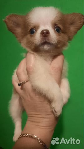 Мальчик бело-шоко-соболь