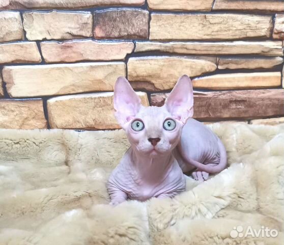 Канадский сфинкс малыш Бамбино