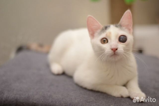 Котенок девочка 3,5 мес