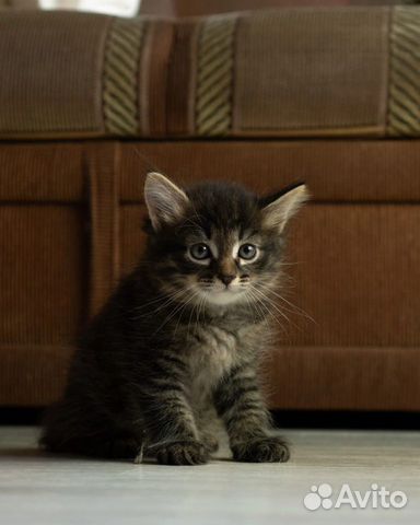 Мяукун дворянин