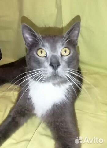 Котик Брюс ищет дом