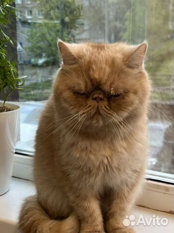 Экзотический кот