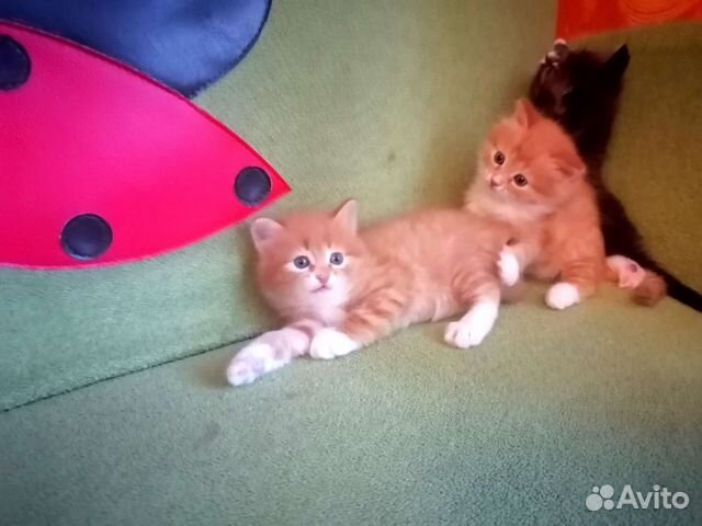 Полезные котята-для души и тела