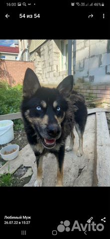 Собака метис Хаски с Лайкой