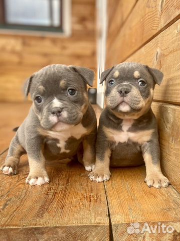 Американский булли дети