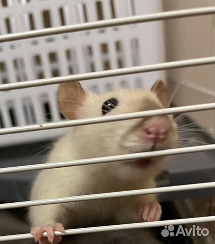 Отдам в добрые руки сиамскую крысу