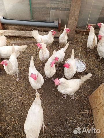 Куры несушки ломан браун