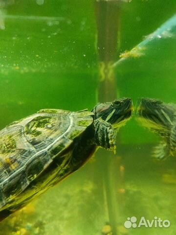Черепаха с аквариумом