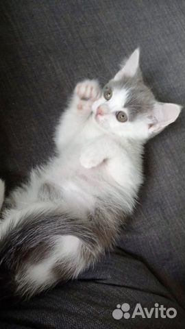 Ласковый, милейший котёнок 2 мес, мальчик