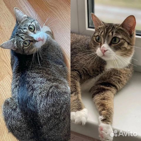 Котик Семён ищет дом