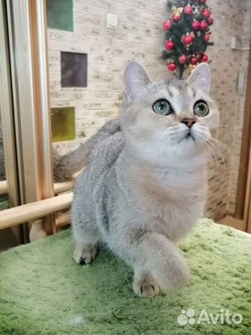 Британская кошка золотая шиншилла