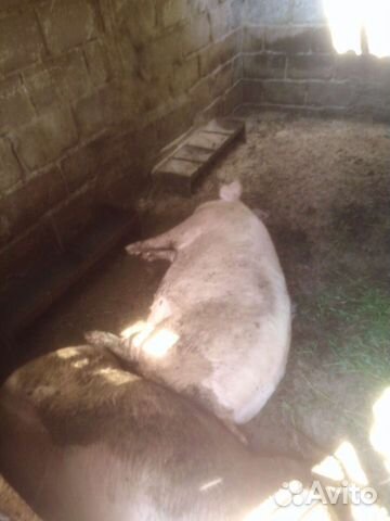 Свиньи на мясо