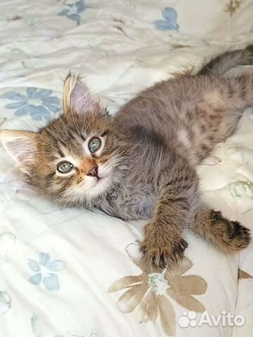 Котенок в добрые руки