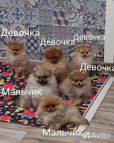 Щенки померанского шпица