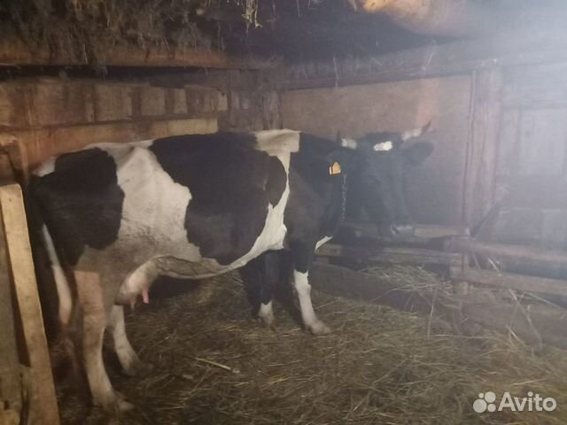 Корова дойная