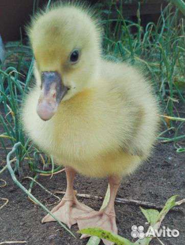 Домашние животные бесплатно