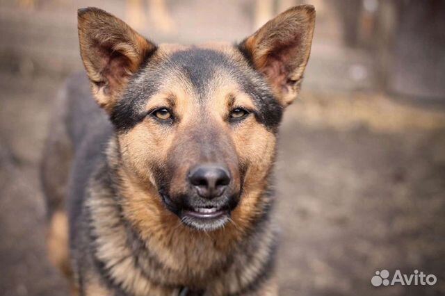 Девочка Нюта,1,5-2 года