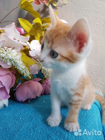 Кошка в дар бесплатно