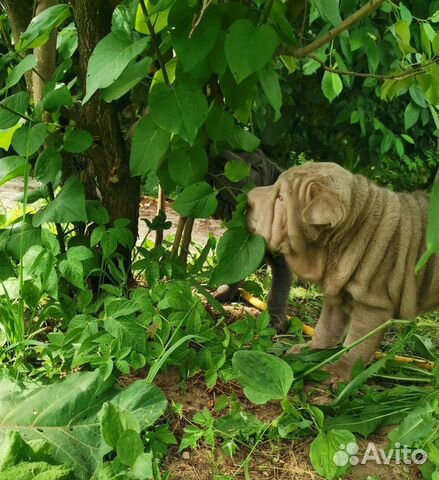 Шикарный мальчик