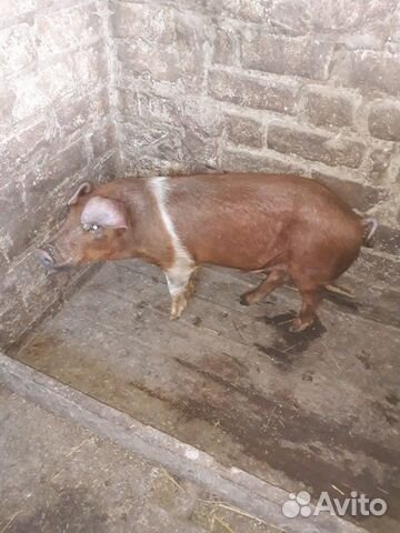 Хряк продается