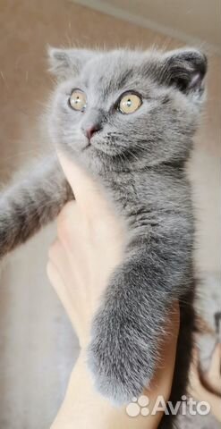 Отдаю котенка шотландского вислоухого