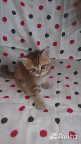 Золотая шиншиллка. Котик и кошечка