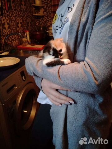 Кошки