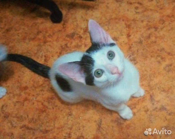 Котенок девочка в добрые руки