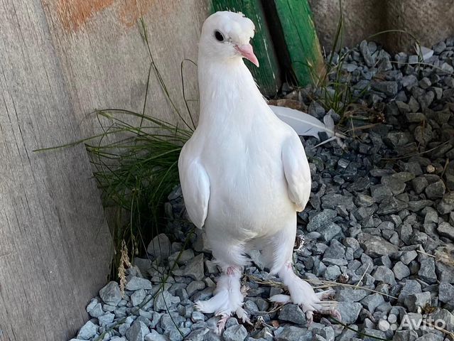 Голуби, Турецкая Такла