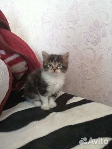 Котята