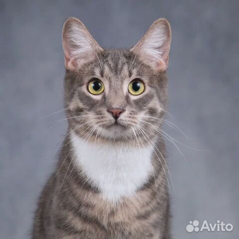 Котик в добрые руки