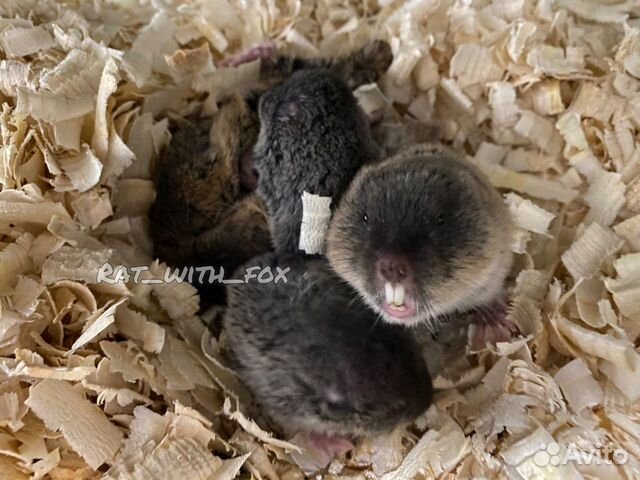 Слепушонка