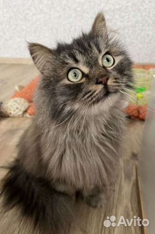 Сибирская кошка, метис, в добрые руки