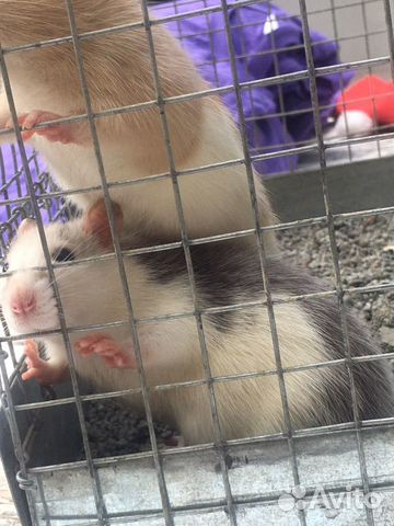 Отдам крысу с клеткой