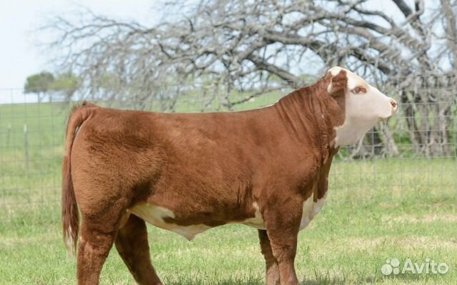 Телка гелефорд