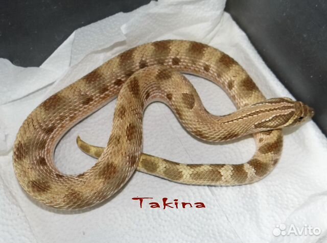 Свиноносый уж