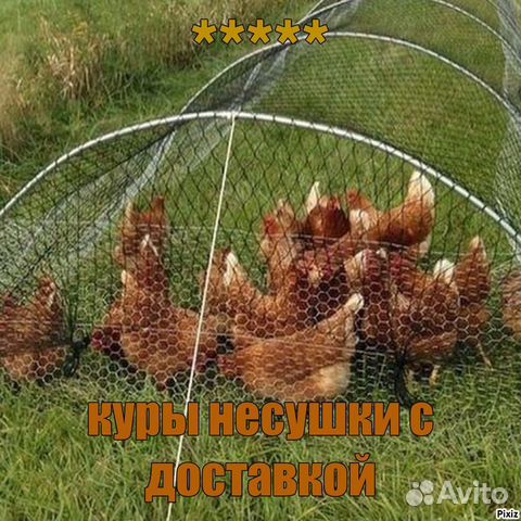 Куры несушки в ассорт