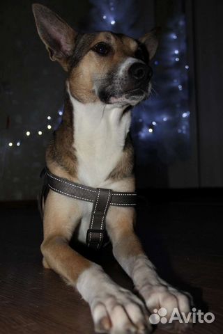 Собака в добрые руки отдам бесплатно