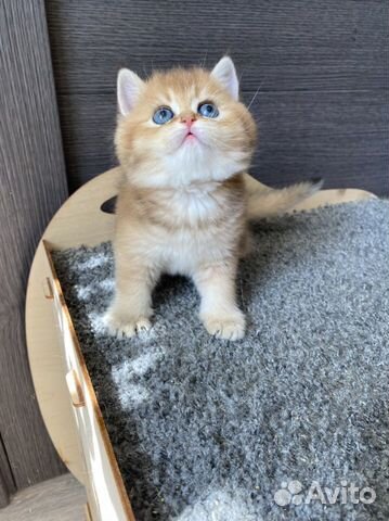 Британское короткошерстное счастье