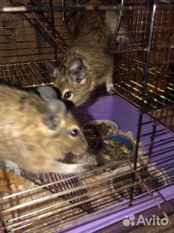 Белка дегу с клеткой