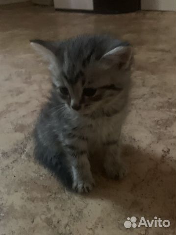 Котята