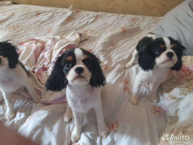 Кавалер Кинг Чарльз Спаниель