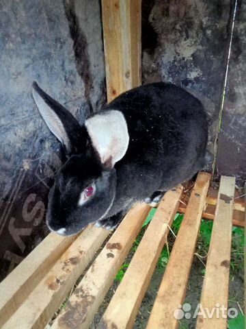 Кролики породы рекс