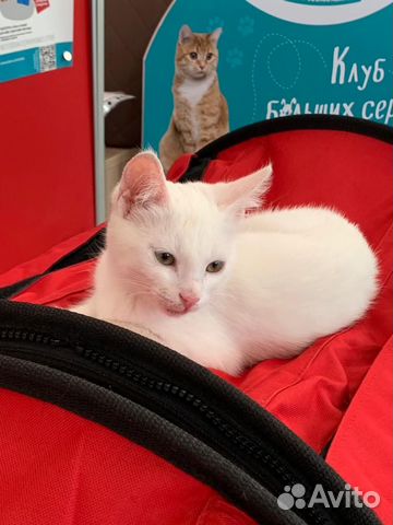 Отдам белого котенка турецкой породы в дар
