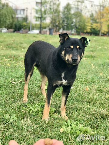 Уличный пёсик очень страдает от одиночества