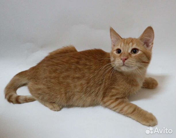 Солнечный котенок Рыжик.,4 месяца