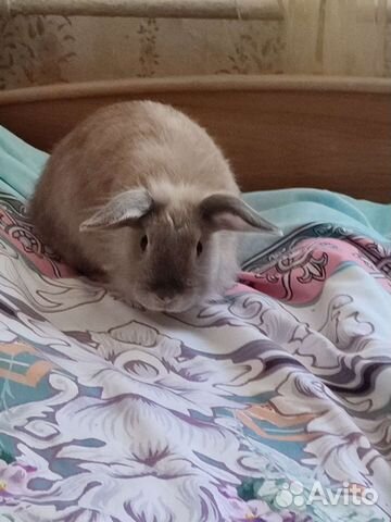 Кролик декоративный