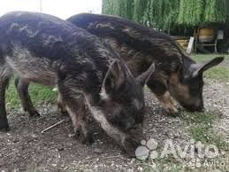 Продам поросят Венгерская Мангалица